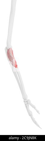 Supinator muscle, computer illustration Stock Photo - Alamy