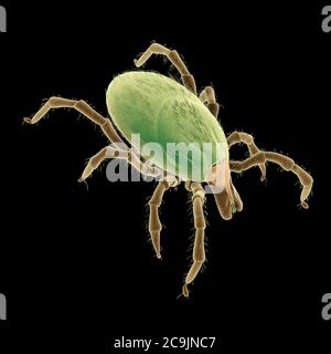 Tick, computer illustration Stock Photo - Alamy
