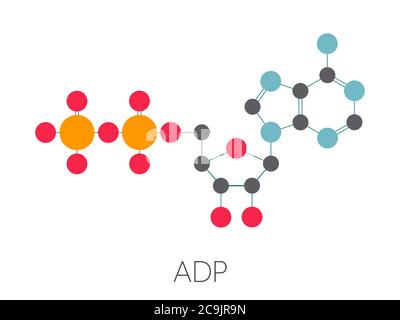 Adenosine diphosphate (ADP) molecule. Plays essential role in energy ...