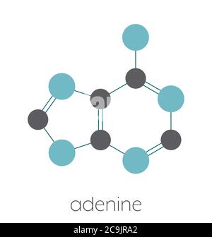 Adenine (A, Adenine) purine nucleobase molecule. Base present in DNA ...