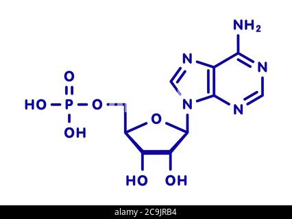 Nucleotide structure with nucleoside and a phosphate Stock Photo - Alamy