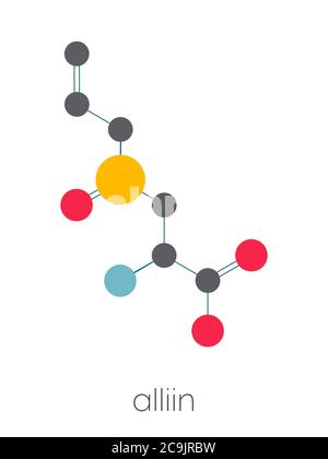 Alliin garlic molecule. Stylized skeletal formula (chemical structure ...