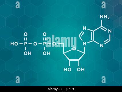 Adenosine diphosphate (ADP) molecule. Plays essential role in energy ...