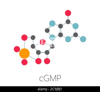 Cyclic guanosine monophosphate (cGMP) molecule. Important second ...