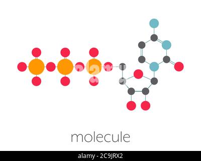 Cytidine triphosphate (CTP) RNA building block molecule. Also functions ...