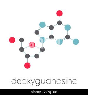 Deoxyguanosine (dG) nucleoside molecule. DNA building block. Stylized ...