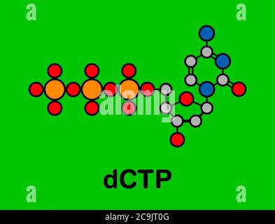 Deoxycytidine triphosphate (dCTP) nucleotide molecule. DNA building ...
