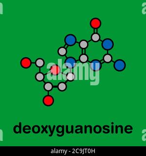 Deoxyguanosine (dG) nucleoside molecule. DNA building block. Stylized ...