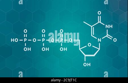 Thymidine triphosphate (TTP) nucleotide molecule. DNA building block ...