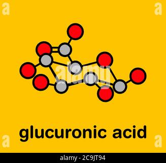 Glucuronic acid molecule. Glucuronidation of xenobiotics plays role in ...