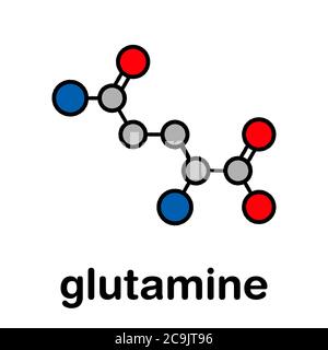 Glutamine. Molecular model of the amino acid glutamine. Its chemical ...