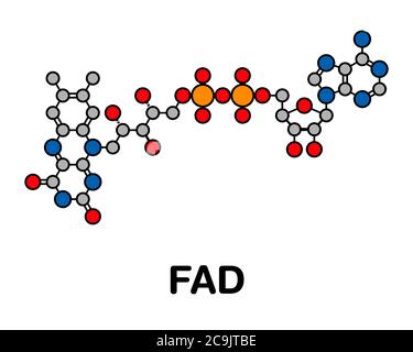 Flavin adenine dinucleotide (FAD) redox coenzyme molecule. Stylized skeletal formula (chemical ...