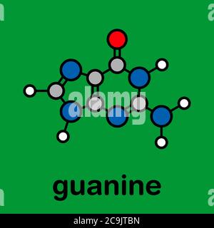 Guanine (G) purine nucleobase molecule. Base present in DNA and RNA ...