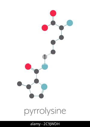 Pyrrolysine (l-pyrrolysine, Pyl, O) amino acid molecule. Stylized ...