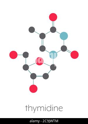 Thymidine (deoxythymidine) nucleoside molecule. DNA building block ...