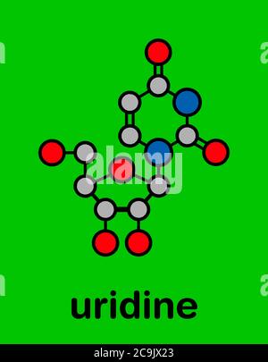 Uridine nucleoside molecule. Building block of RNA. Stylized skeletal ...