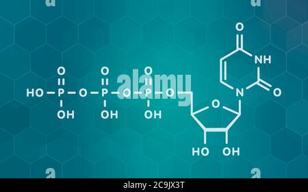 Uridine triphosphate (UTP) nucleotide molecule. Building block of RNA ...