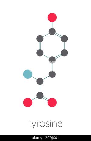 Tyrosine. Molecular model of the amino acid tyrosine. Its chemical ...
