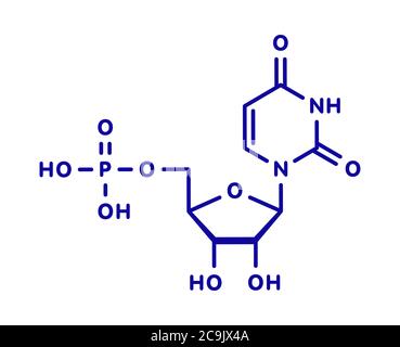 Uridine nucleoside molecule. Building block of RNA. White skeletal ...