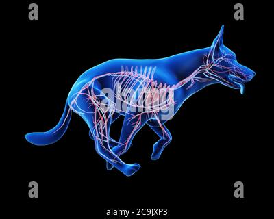 Dog Heart - Anatomy of Circulatory System isolated on Black Stock Photo ...
