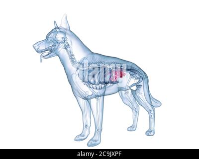 Dog small intestine, computer illustration Stock Photo - Alamy