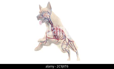 Dog circulatory system, computer illustration Stock Photo - Alamy