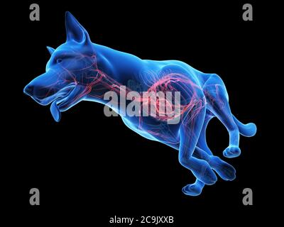 Dog Heart - Anatomy of Circulatory System Stock Photo - Alamy