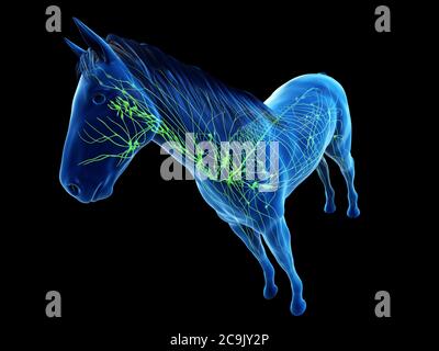 Horse lymphatic system, computer illustration Stock Photo - Alamy