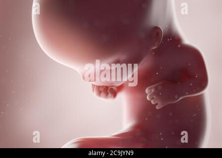 Human foetus anatomy at week 11, illustration Stock Photo - Alamy