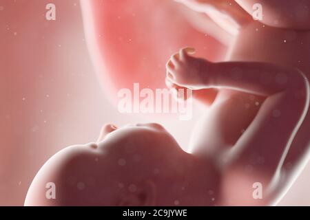 Human foetus at week 37, illustration Stock Photo - Alamy