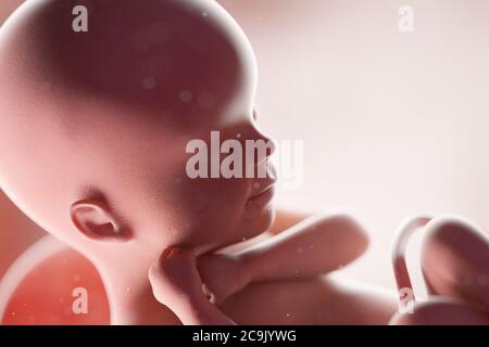Human foetus anatomy at week 24, illustration Stock Photo - Alamy