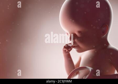 Illustration of a human foetus, week 25 Stock Photo - Alamy