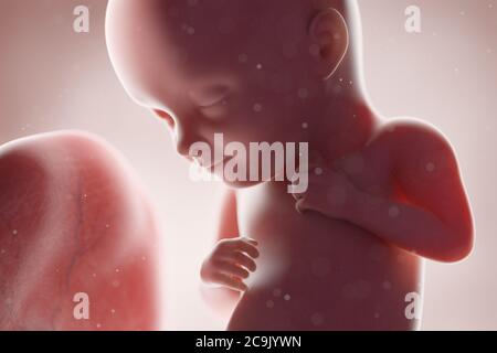 Human foetus anatomy at week 32, illustration Stock Photo - Alamy