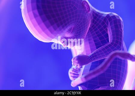 Human foetus anatomy at week 17, illustration Stock Photo - Alamy