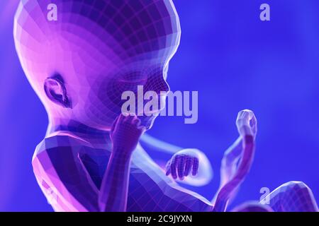 Illustration of a human foetus, week 19 Stock Photo - Alamy