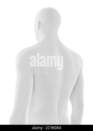 Upper body of a male, illustration Stock Photo - Alamy