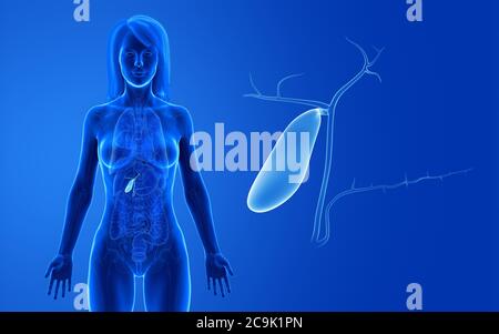 Illustration of the gallbladder Stock Photo - Alamy