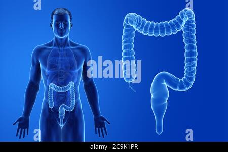 Male colon, illustration Stock Photo - Alamy