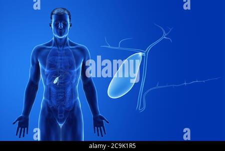 Male gallbladder, illustration Stock Photo - Alamy
