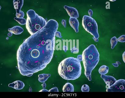 Botulism bacterium. Illustration of botulism bacteria (Clostridium ...