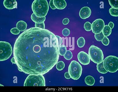 Brucellosis, illustration. Illustration of bacteria Brucella and photo ...
