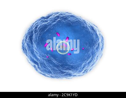 Brucellosis, illustration. Illustration of bacteria Brucella and photo ...