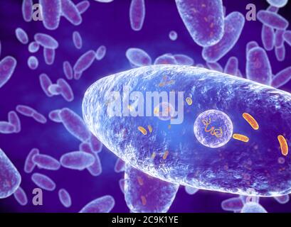 Whooping cough bacteria (Bordetella pertussis), computer illustration ...