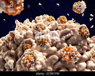Macrophage white blood cell engulfing bacteria, computer artwork Stock ...