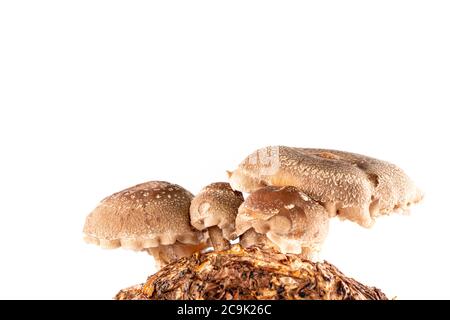 Shitake mushroom, mushroom mycelium for mushroom cultivation, shiitake ...