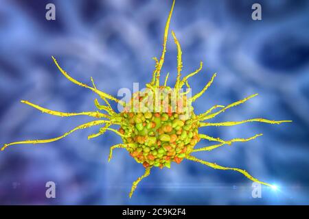 Dendritic cell, computer illustration. Dendritic cell is a type of ...