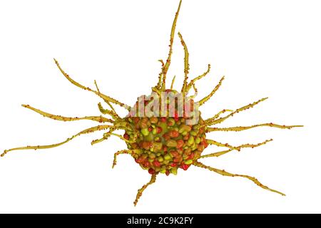 Dendritic cell, computer illustration. Dendritic cell is a type of ...