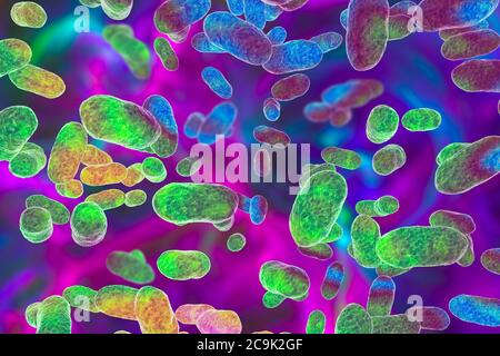 Porphyromonas gingivalis bacteria, 3D illustration. Anaerobic bacteria ...
