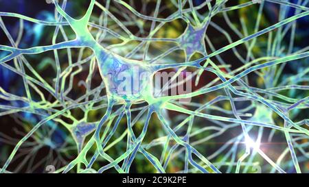 Pyramidal neurons (nerve cells) of human brain temporal cortex ...