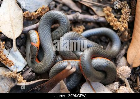 A macro of a ring-necked snake Stock Photo - Alamy